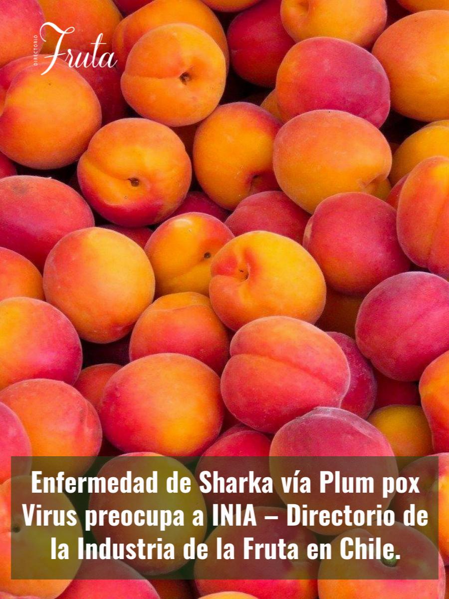 Enfermedad de Sharka vía Plum pox Virus preocupa a INIA – Directorio de ...