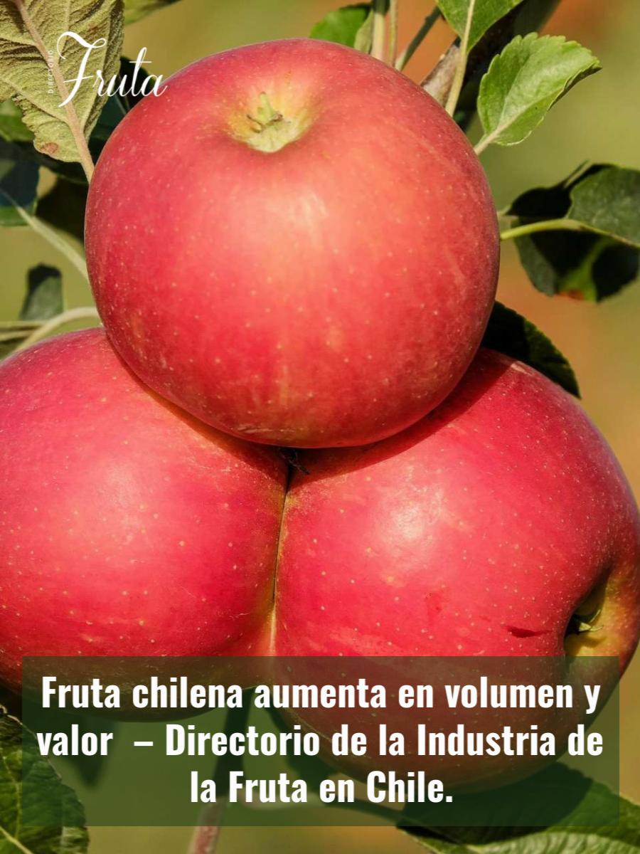 Fruta chilena aumenta en volumen y valor – Directorio de la Industria ...