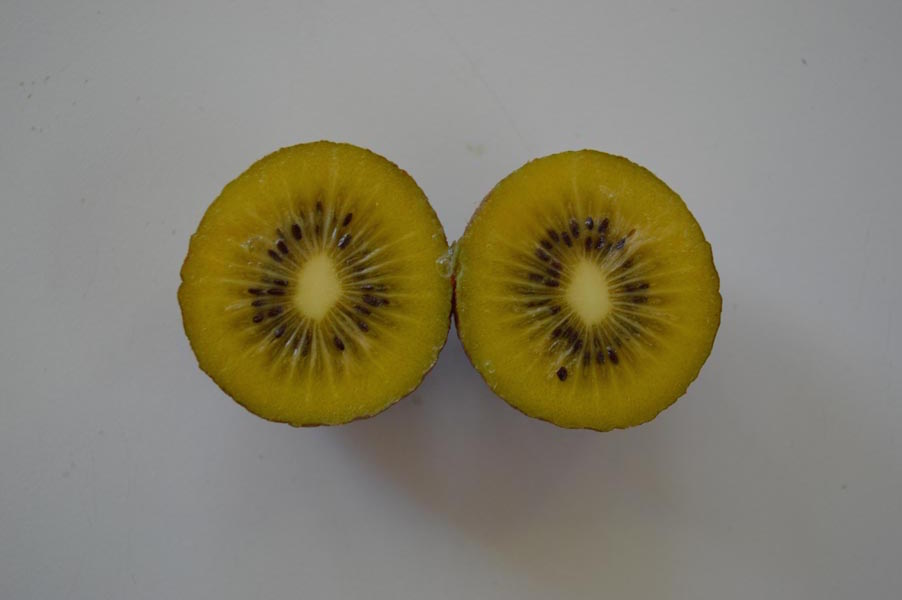 Kiwi de pulpa amarilla, la nueva fruta chilena – Directorio de la ...