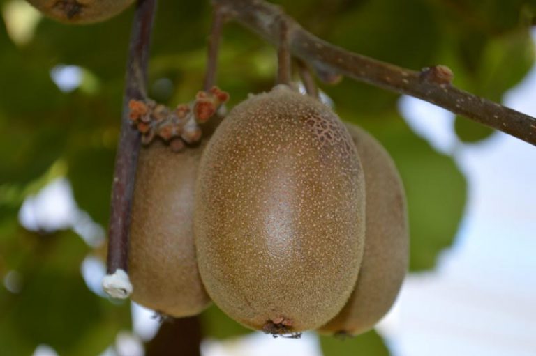 Kiwi de pulpa amarilla, la nueva fruta chilena – DirectorioFruta.cl