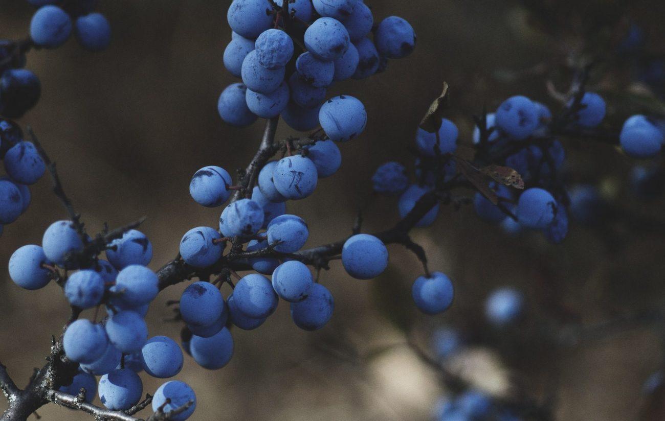 "Blueberries", guía práctica para cultivo del arándano – Directorio de ...