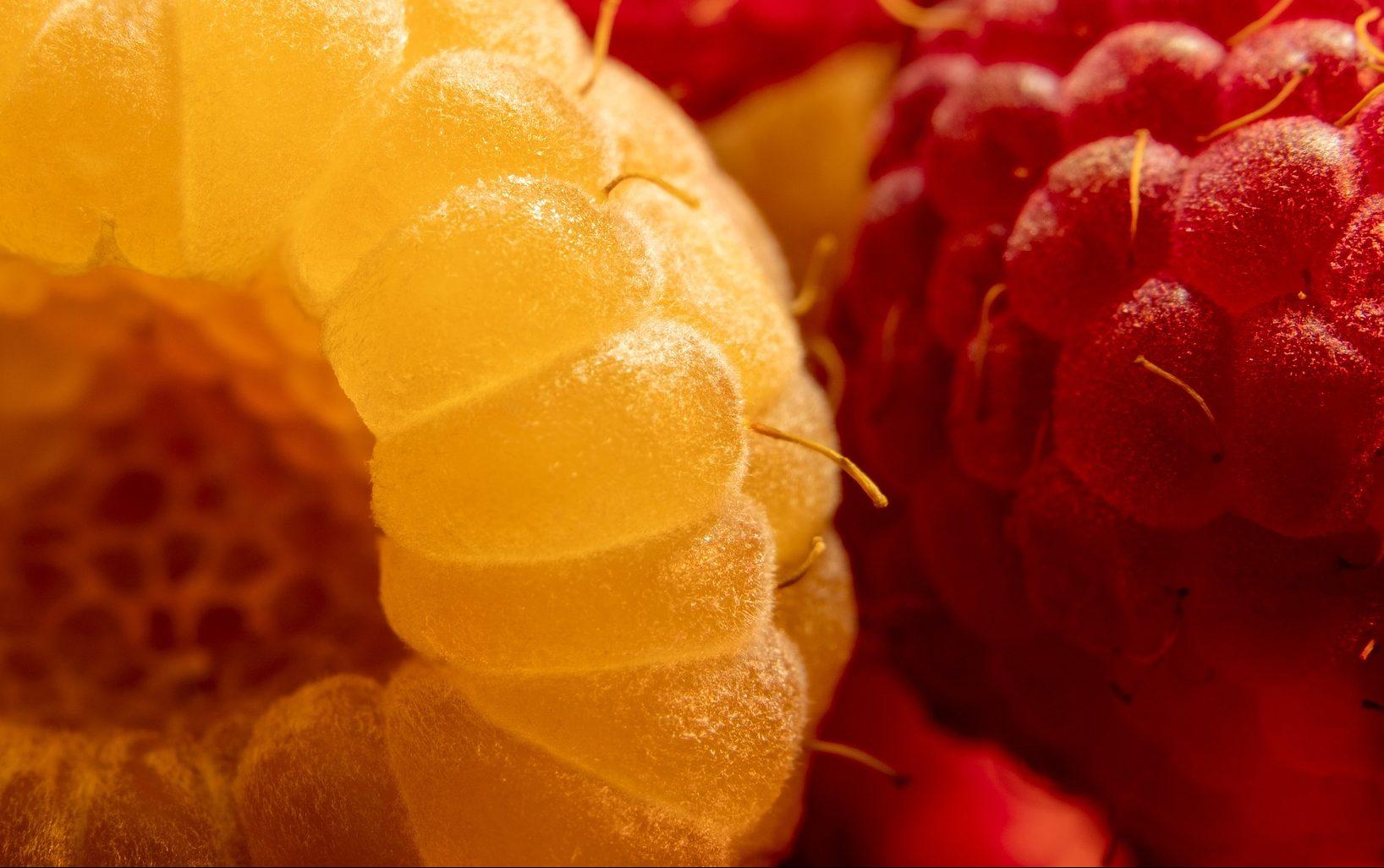 "Santas" son las cuatro nuevas variedades de frambuesas 100% chilenas ...