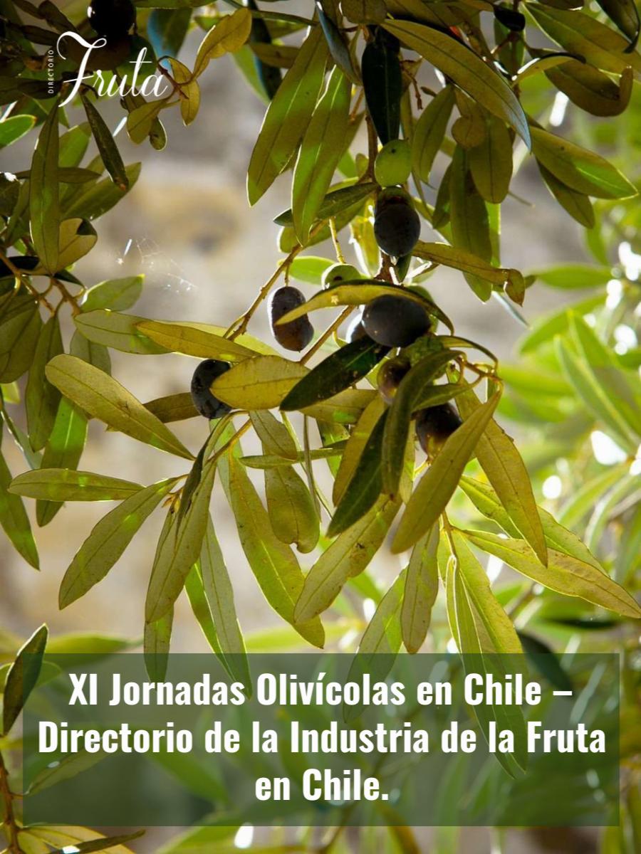XI Jornadas Olivícolas en Chile – Directorio de la Industria de la ...